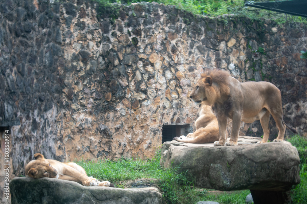 El león (Panthera leo) es un mamífero carnívoro de la familia de los ...