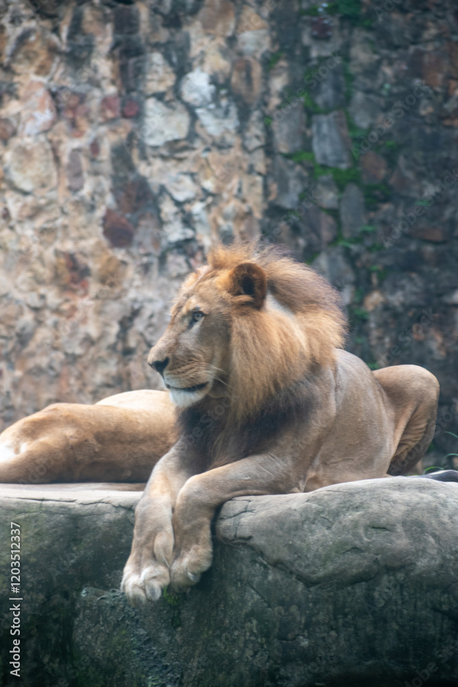 Foto de Stock El león (Panthera leo) es un mamífero carnívoro de la ...