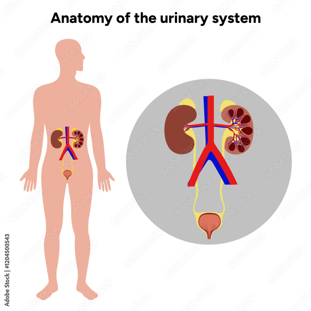 Human anatomy of the urinary system. Medical illustration. Kidney, bladder, urinary tract Stock ...