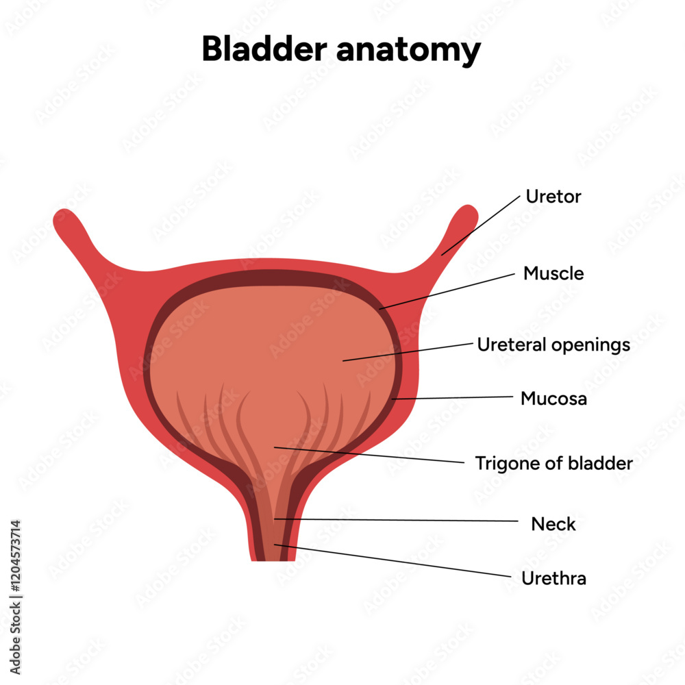 Human bladder anatomy function. Medical illustration diagram Stock Vector | Adobe Stock