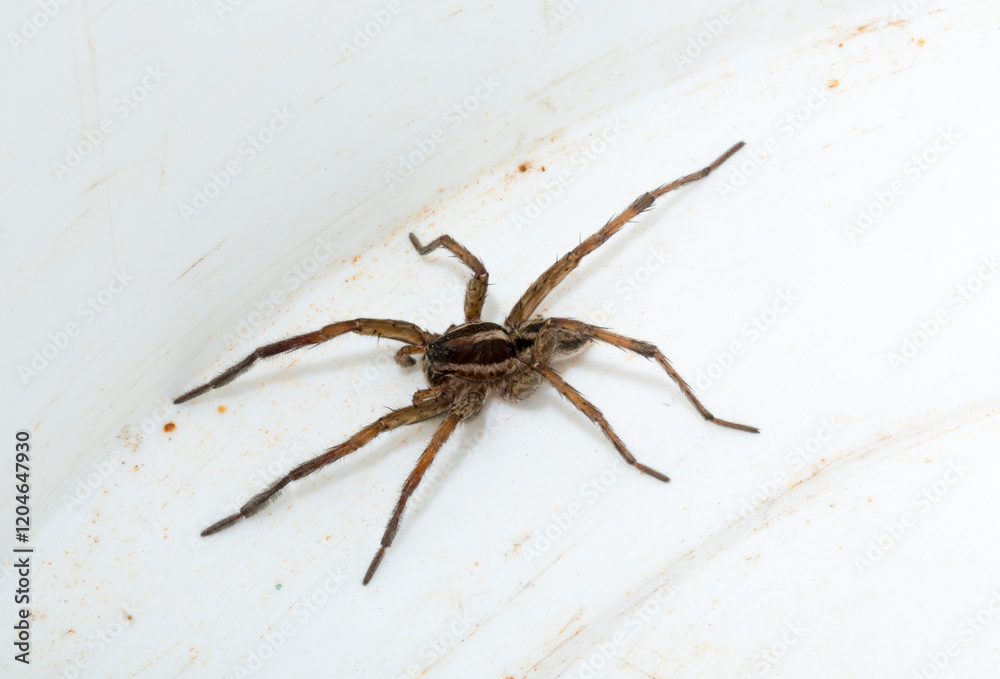 Hogna radiata is a species of wolf spider. A male insect with seven ...