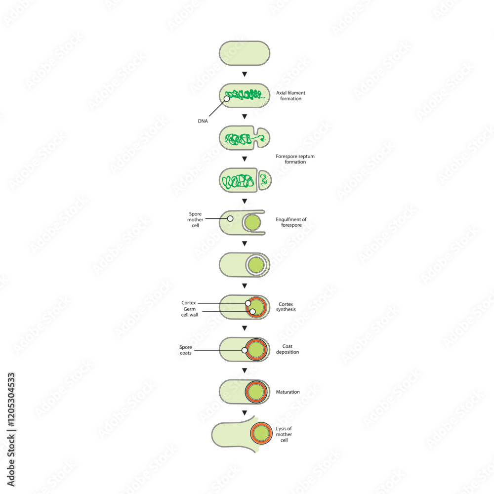 Diagram of stages of endospore formation - Septum, cortex, coat ...