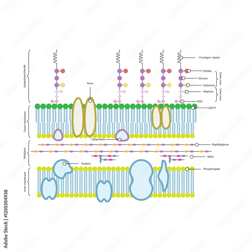 Diagram of gram-negative bacterium (E. coli) cell envelope - inner, outer membrane, LPS ...