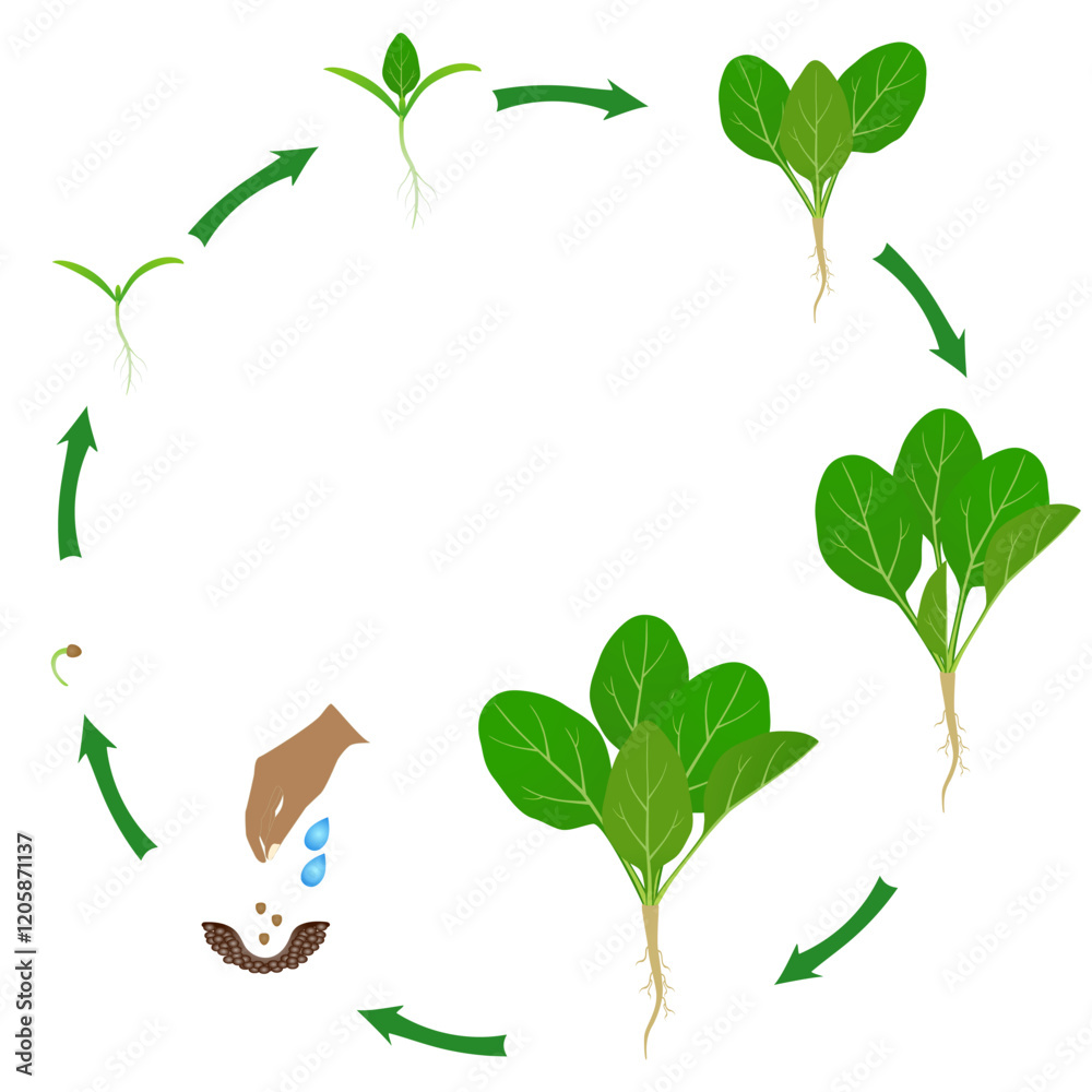Life cycle of spinach plant on a white background..eps Stock Vector ...