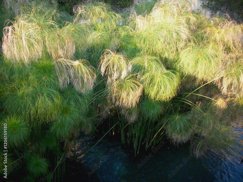 La pianta del Papiro che cresce nella fonte Aretusa sull'isola di ...