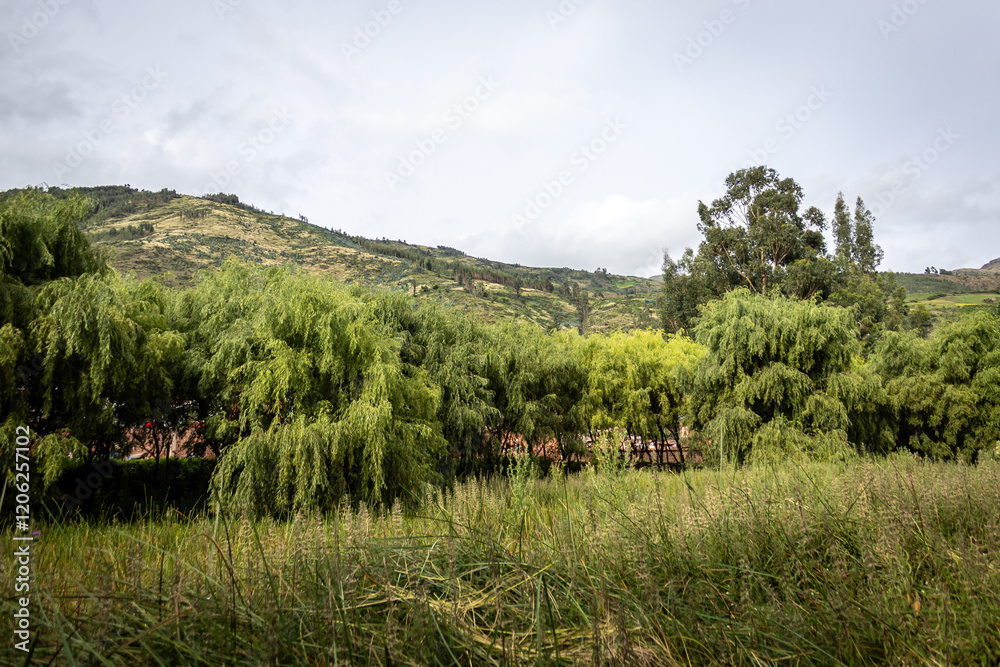 Humedal de Huasao: Un oasis natural en el corazón del Cusco. Stock ...