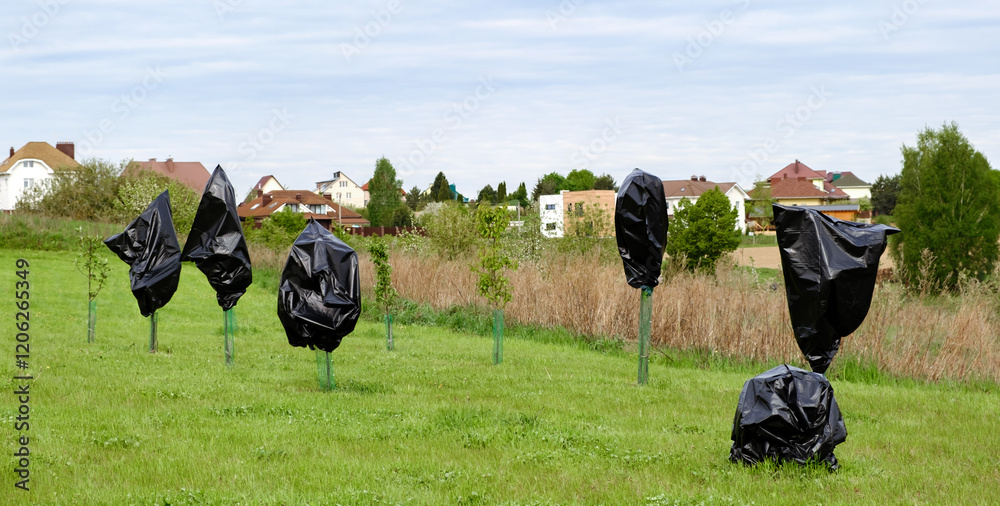 Young seedling tree and its buds are protected from frost with covering ...
