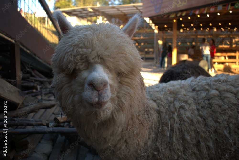 animal, llama, mamífero, chacras, administrar, alpaca, naturaleza ...