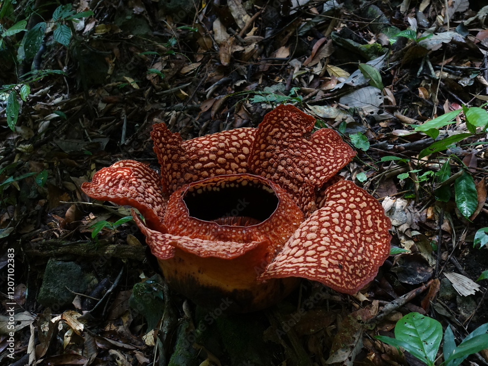 Rafflesia arnoldii, also known as the corpse flower, is a rare and ...