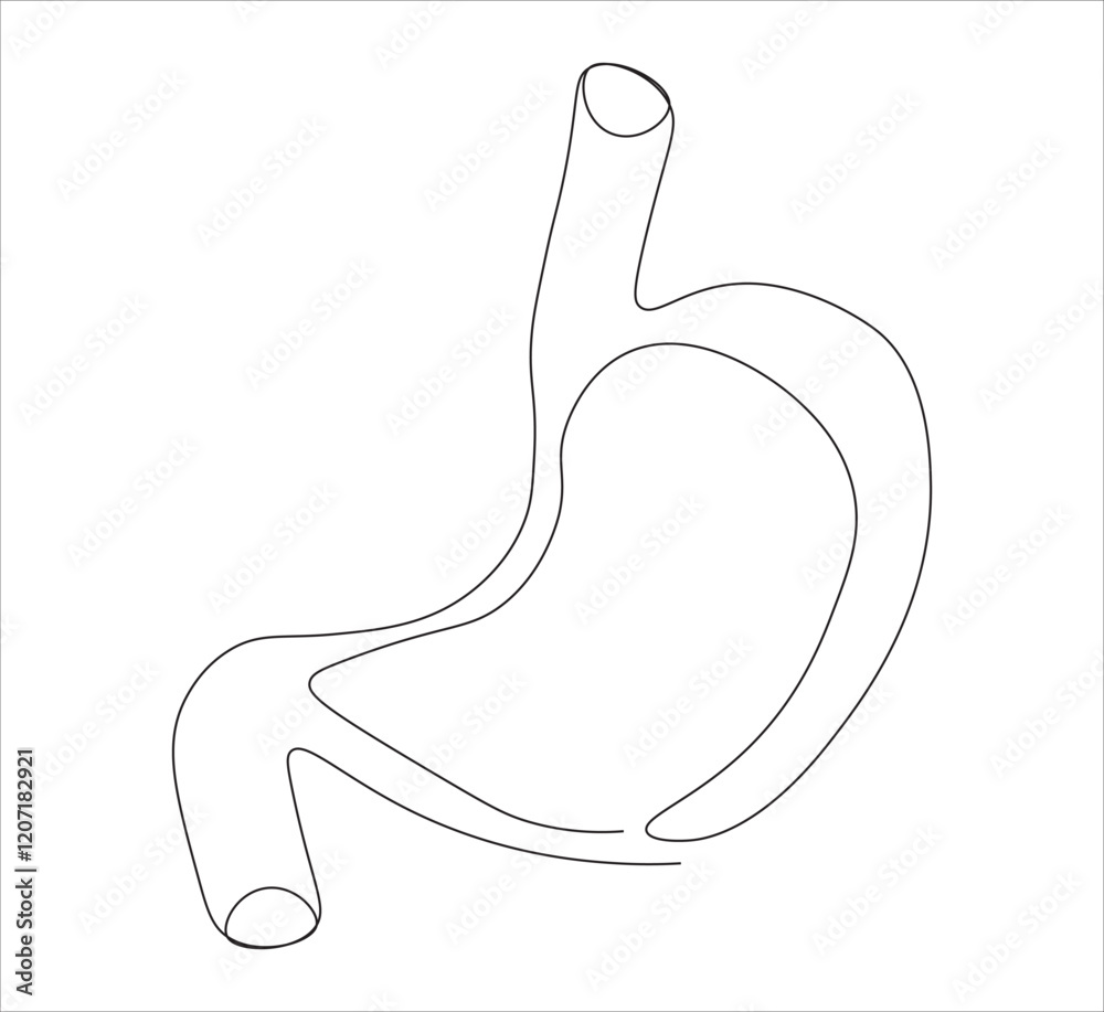 One continuous line drawing of human stomach organs. single line of ...