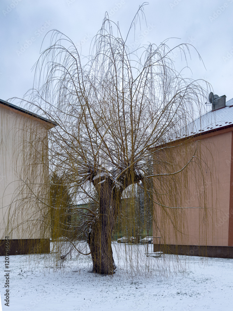 Such a sad willow is one of the most beautiful, hardiest and most ...