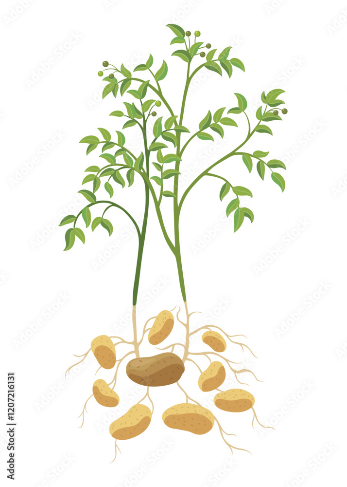 Potatoes plant growing process. Plants isolated on white background ...