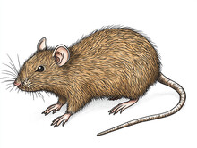 Field Mouse Sketch Art Free Stock Photo - Public Domain Pictures