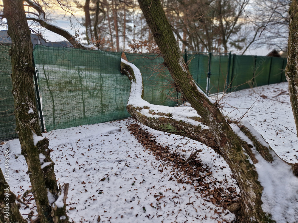 leaning tree branch is right in wire fence of the garden. Respect for ...