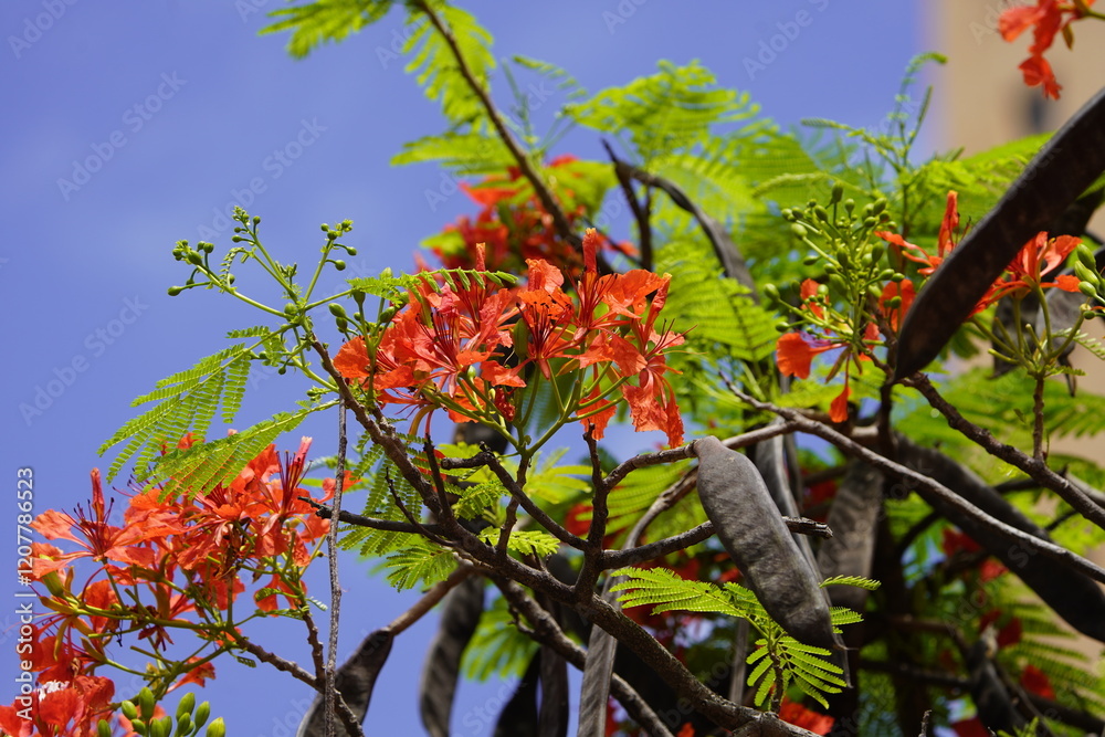 Delonix regia is a species of flowering plant in the bean family ...