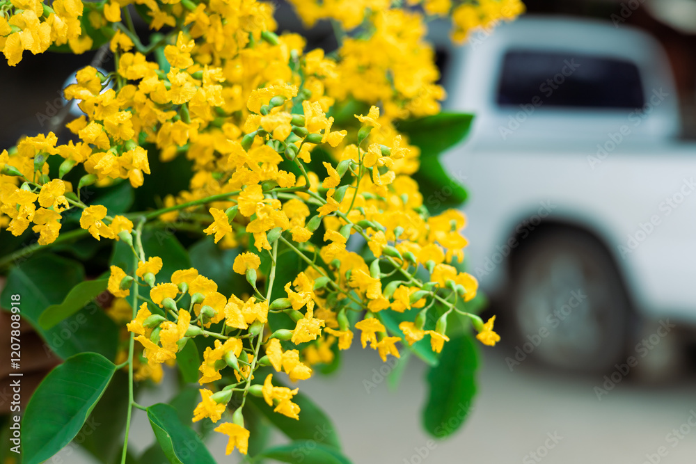 National flower of padauk flowers or Pterocarpus macrocarpus flower ...