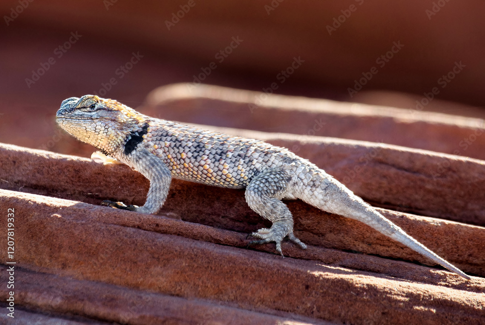 Desert Spiny Lizard (Sceloporus magister) in Sand Hollow State Park ...