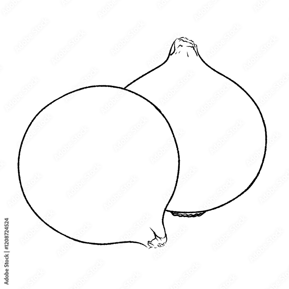 Onion (Allium cepa L.) outline illustration on transparent background ...