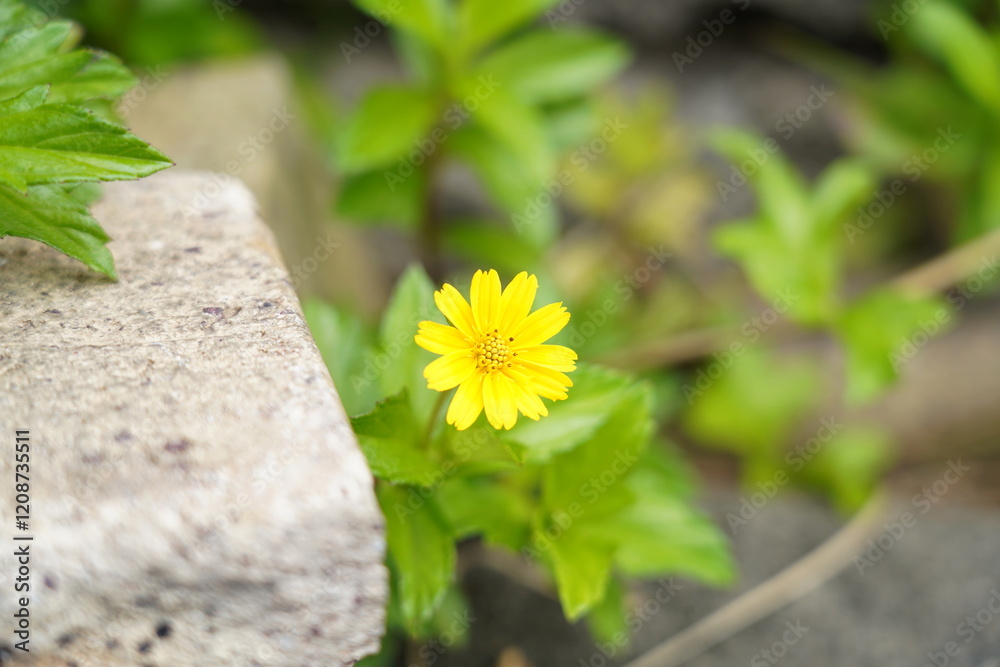 Trilobate Wedelia (Sphagneticola trilobata), also known as Yellow Dots ...