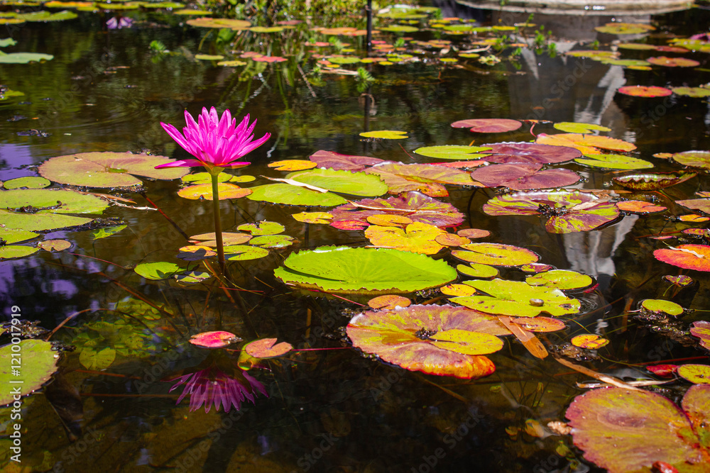 flores en una fuente, flores acuáticas Stock Photo | Adobe Stock
