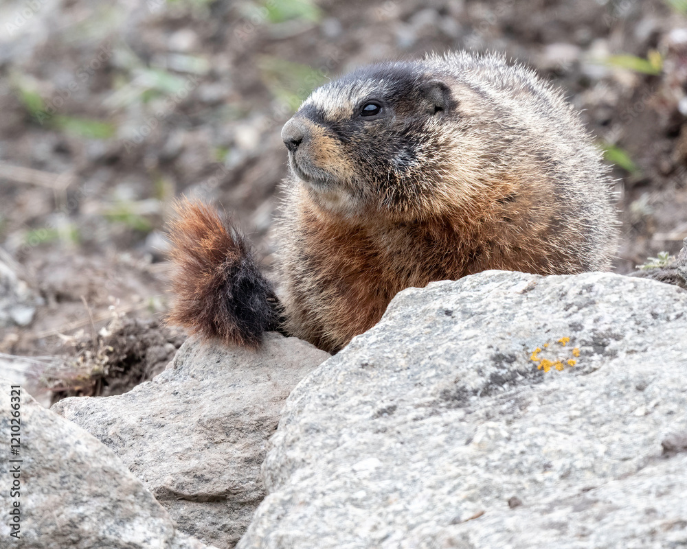 Yellow-bellied Marmot (Marmota flaviventris), a large, heavy-bodied ...