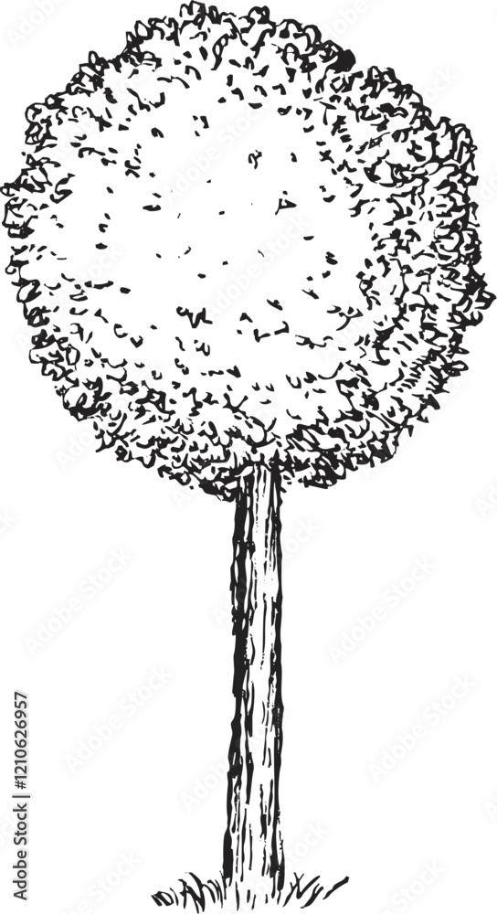 Hand draw sketch thuja topiary conifer in monochrome color. Vector ...