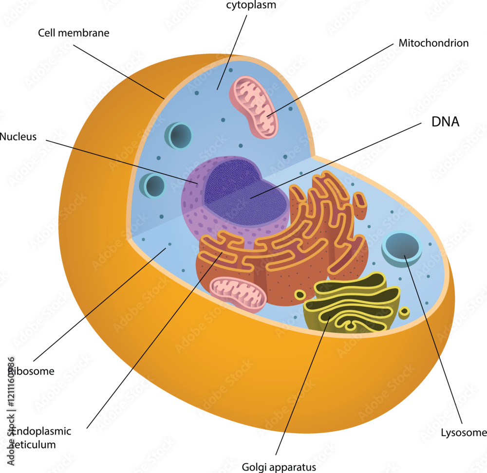 illustration of animal cell diagram Stock Vector | Adobe Stock