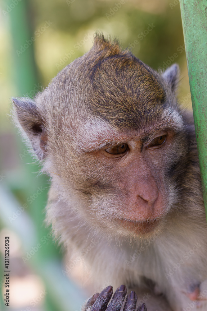 Full-body portrait of sitting baby monkeys with different poses ...