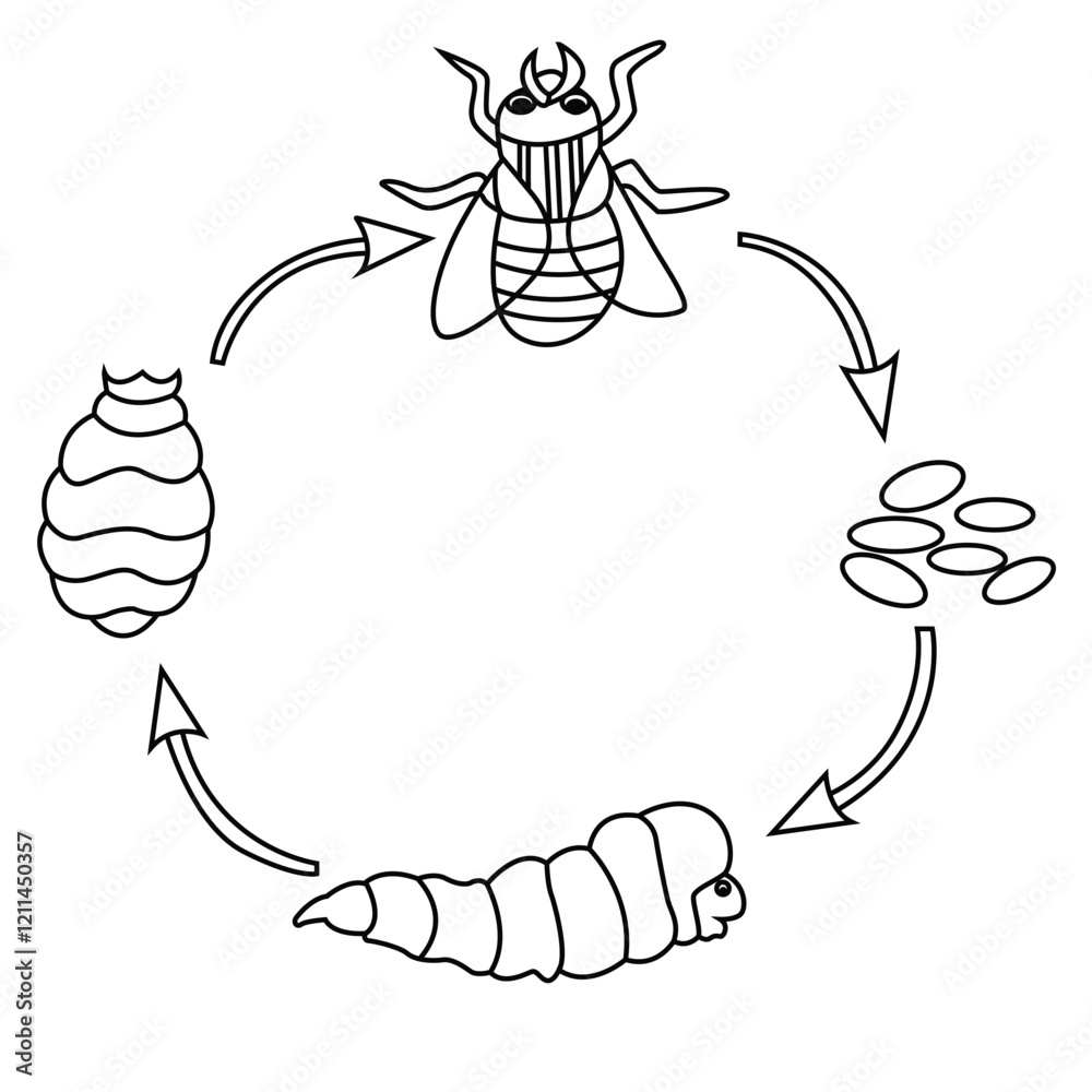 Science of cute cartoon hand drawn vector Life cycle of housefly ...