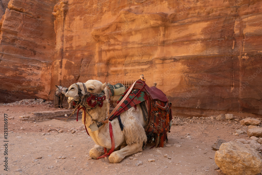 Camels for tourist which riding through the ancient ruins of Petra ...