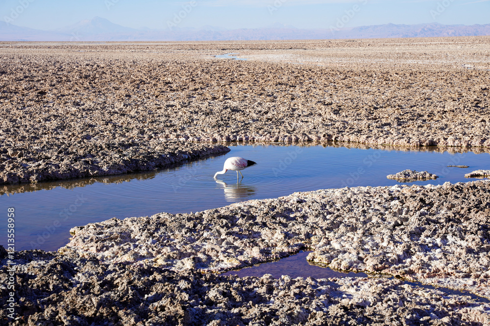 Flamingo fishing at Laguna Chaxa, Los Flamencos National Reserve, Salar ...