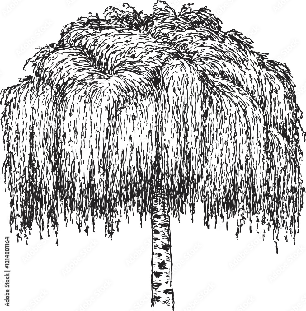 Hand draw sketch birch tree in monochrome color. Vector illustration ...