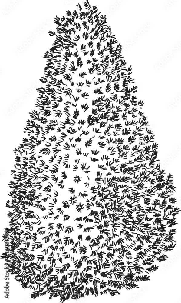 Hand draw sketch pine tree in monochrome color. Vector illustration ...
