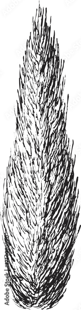 Hand draw sketch juniper tree in monochrome color. Vector illustration ...