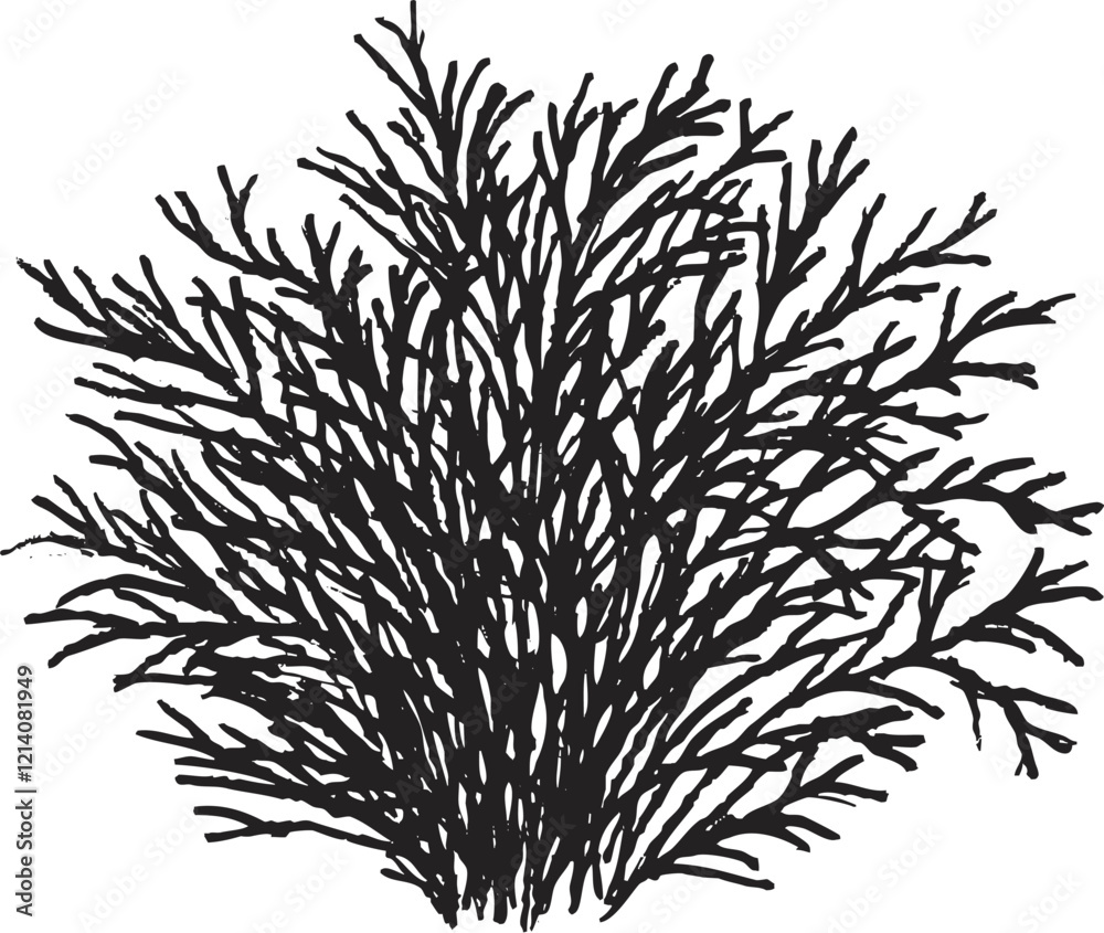 Hand draw sketch thuja bush in monochrome color. Vector illustration ...