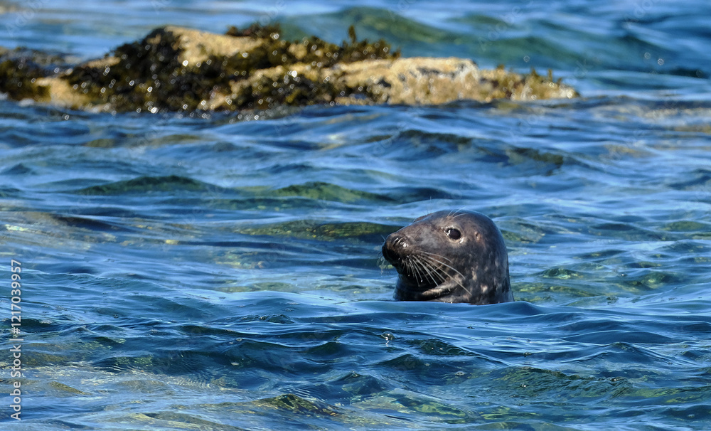 Pinnipeds, commonly known as seals, are a widely distributed and ...