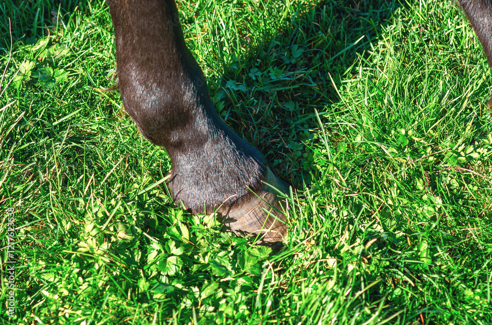 Horse's leg with hoof. Large horse's hoof on black leg. Green summer ...