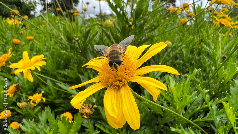 Zoom in on a bee which has landed on a wild flower in a nature park ...