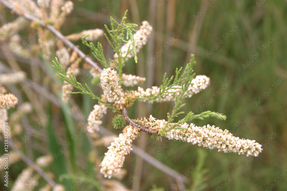 Tamarix africana, also known as the African tamarisk, is a species of ...