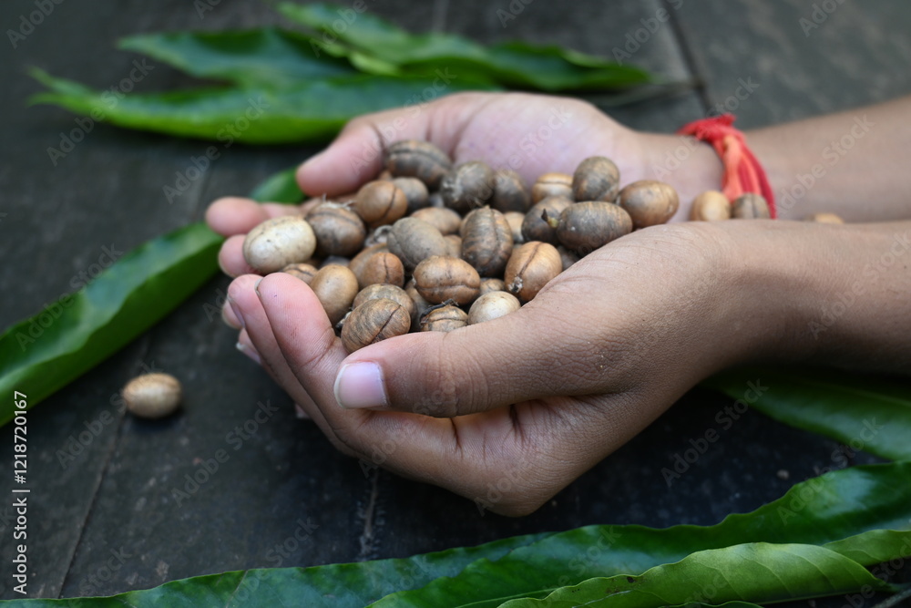 Foto de Stock Polyalthia longifolia seeds. The Ashoka tree is native to ...