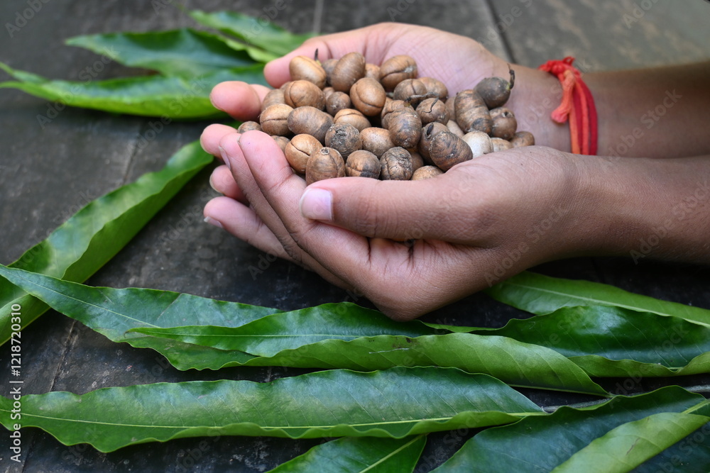 Foto de Stock Polyalthia longifolia seeds. The Ashoka tree is native to ...