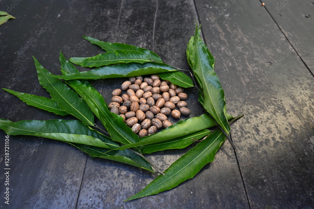 Polyalthia longifolia seeds. The Ashoka tree is native to India. A ...