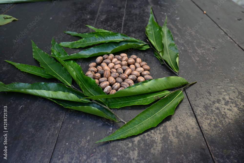Polyalthia longifolia seeds. The Ashoka tree is native to India. A ...