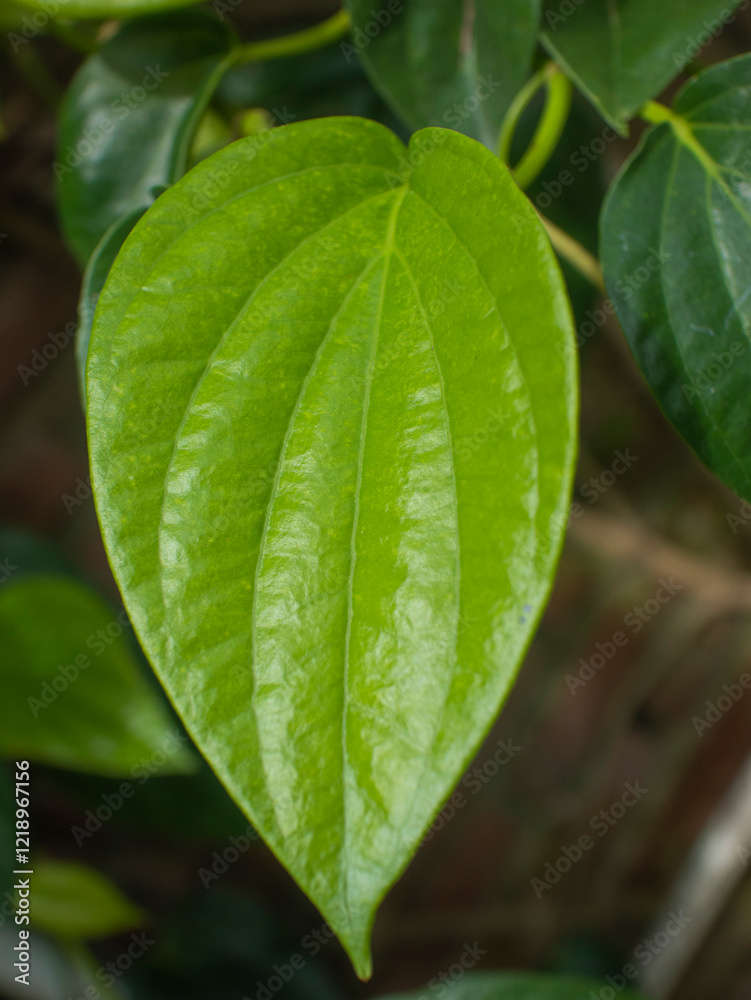Betel leaf or Piper betel. One type of plant from the Piperaceae family ...