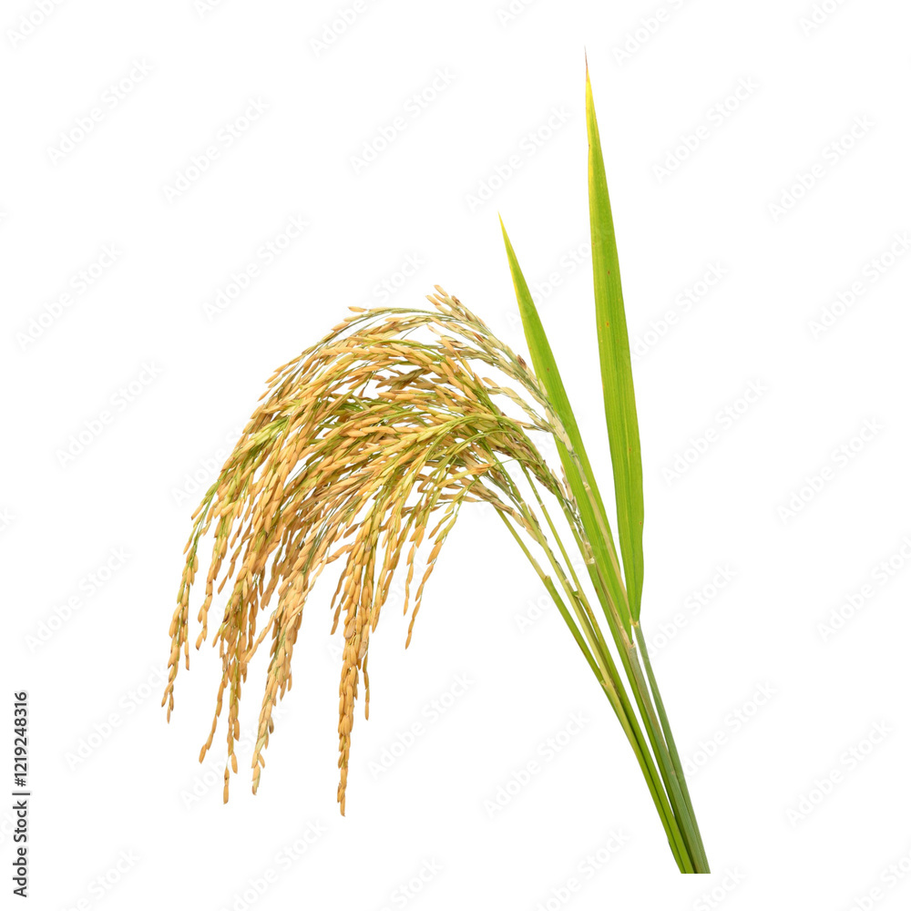 Rice Cereal Plant Grain Clip Art Asian Agricultural Vector Illustration ...