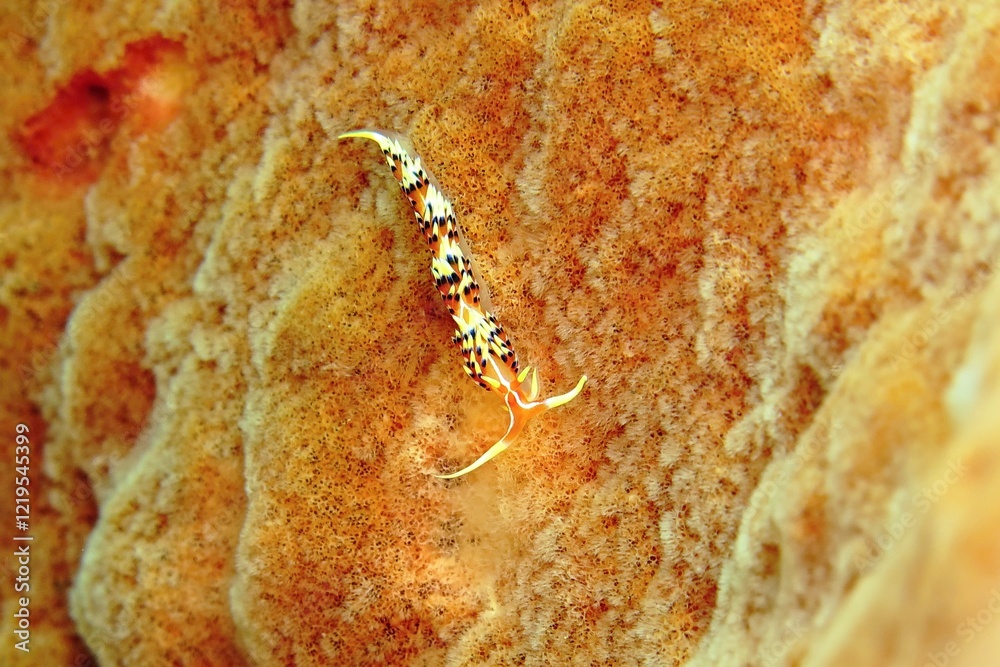 Marine life in the ocean, scuba diving trip. Yellow worm on the sponge ...