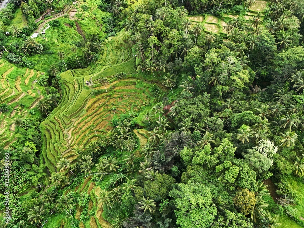 Mupu rice terraces in the Ubud area which is located in the hill with ...