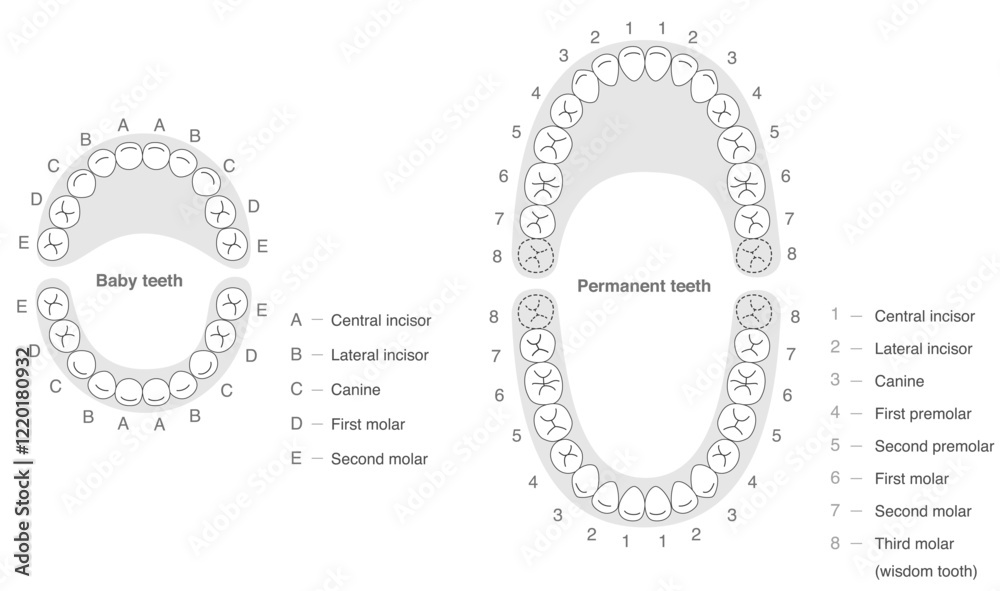 Black and white, A set explaining the dental arches of permanent and ...