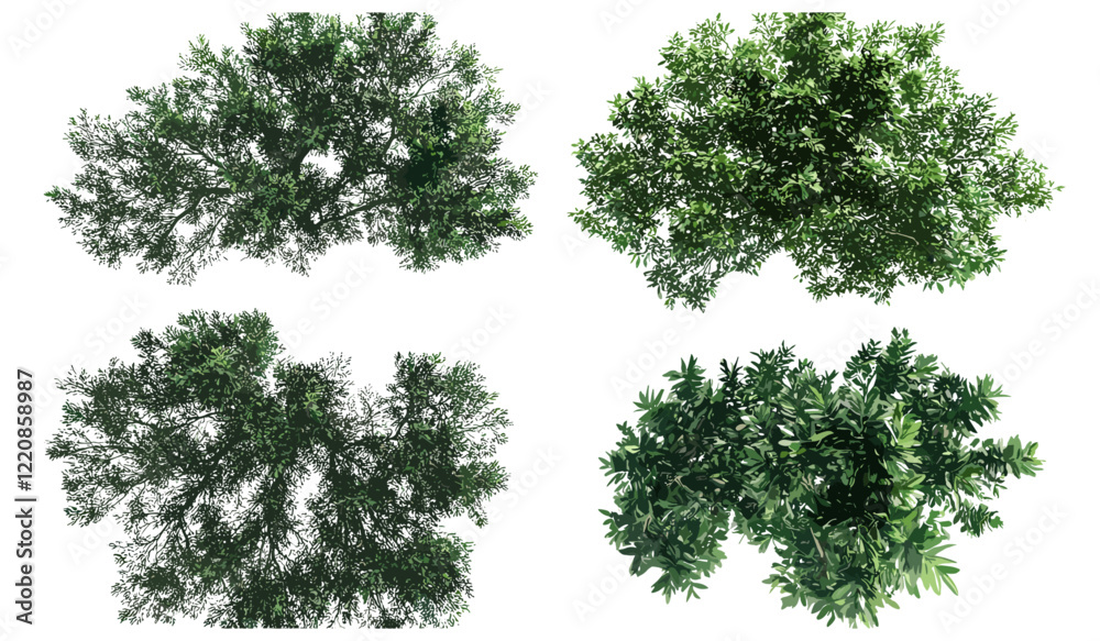 Isolated tree top view vector illustration, white background ...