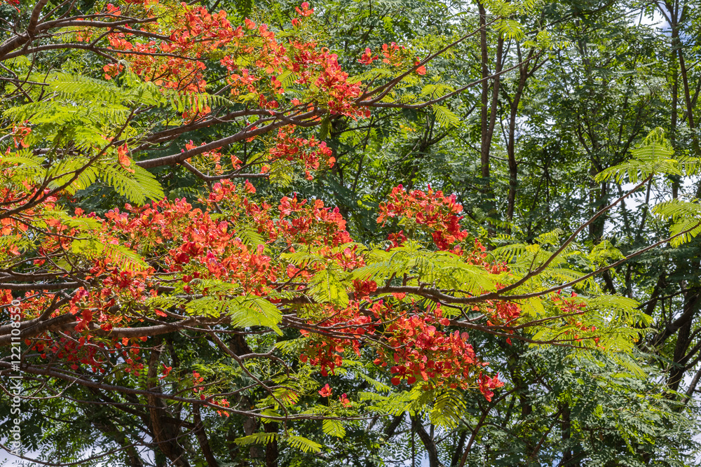 Delonix regia tree common names are flame tree, peacock flower, royal ...